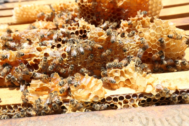 La tradición maya de la miel, ahora como fomento al turismo - Negocios ...